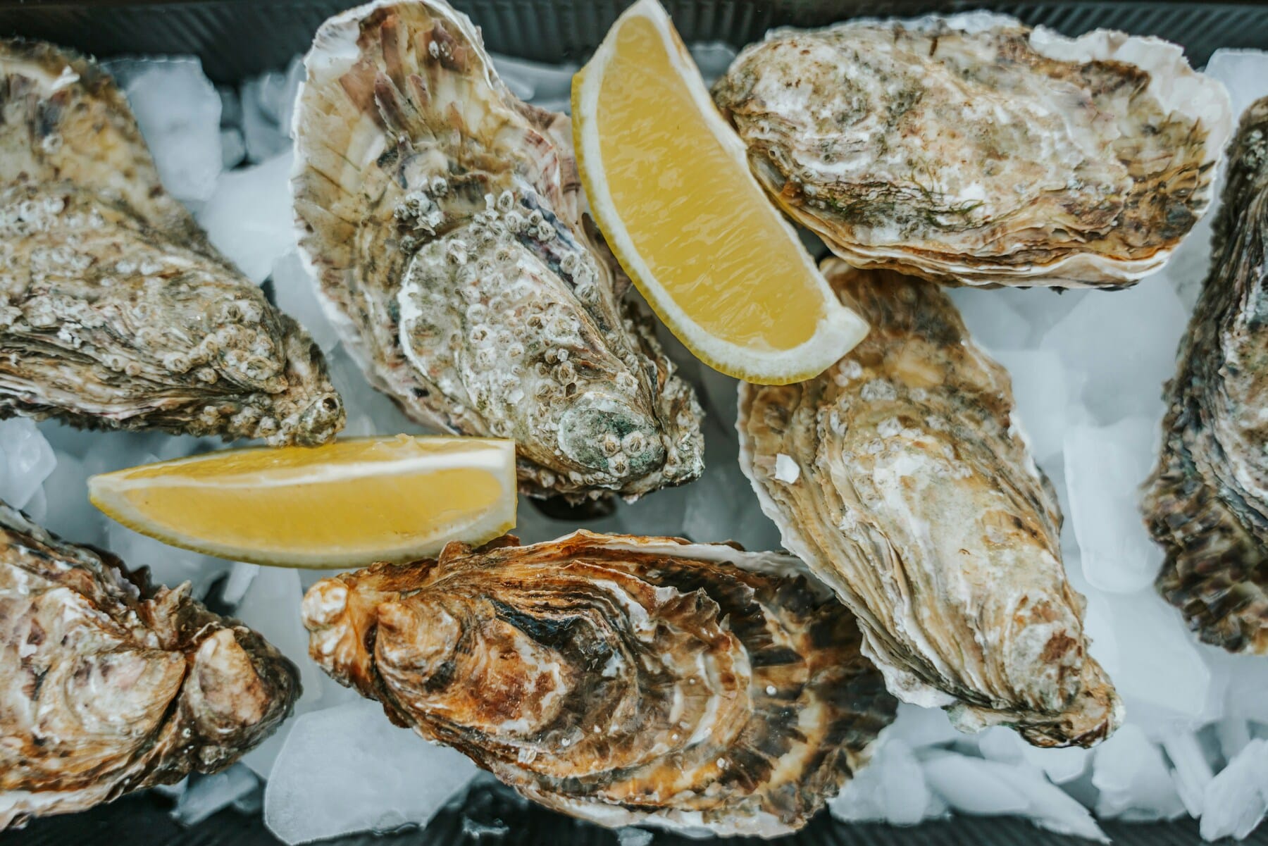 Shellfish Delights: 5 Fun Facts About Oysters